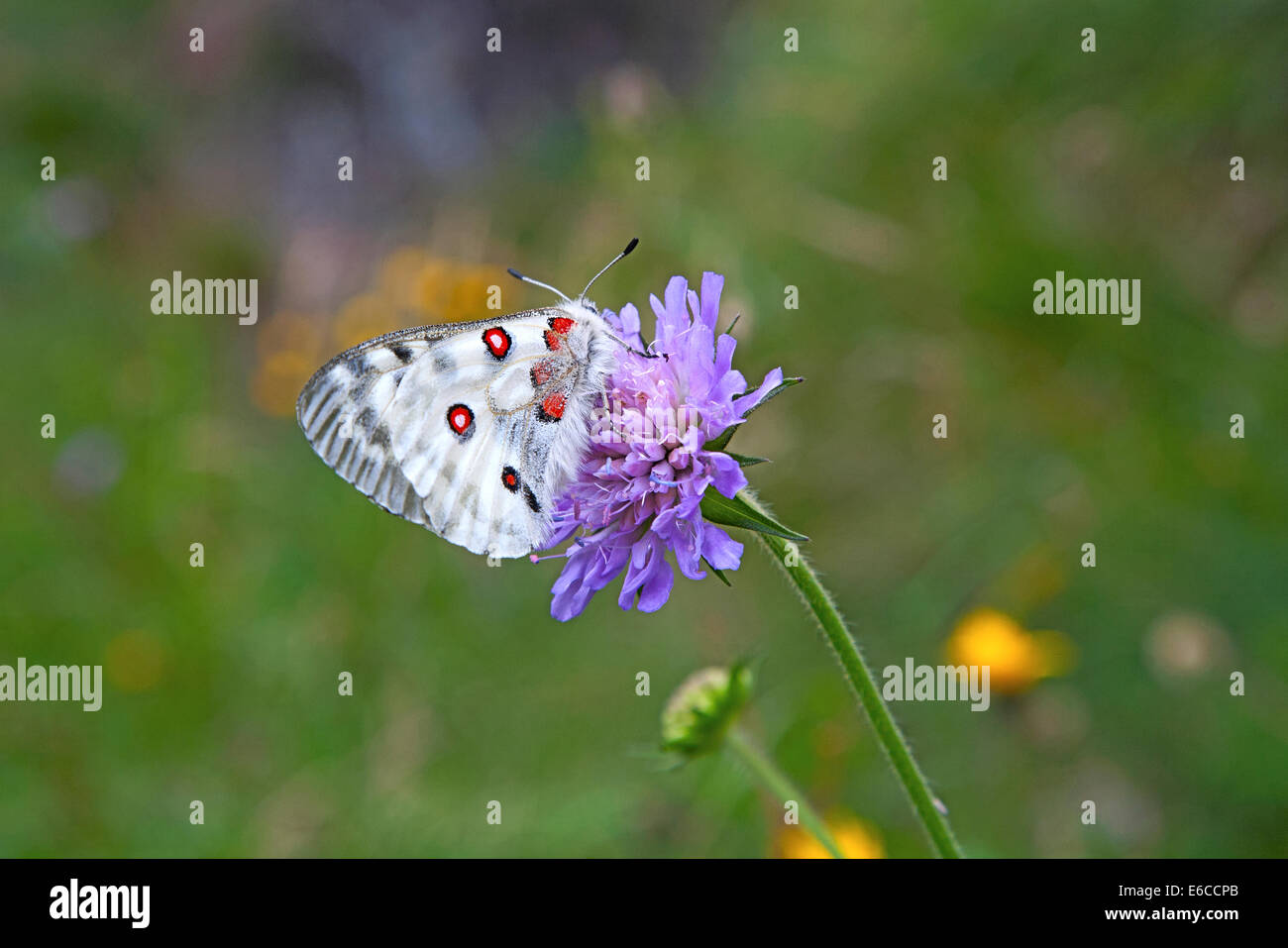 Parnassius apollo butterfly hi-res stock photography and images - Alamy