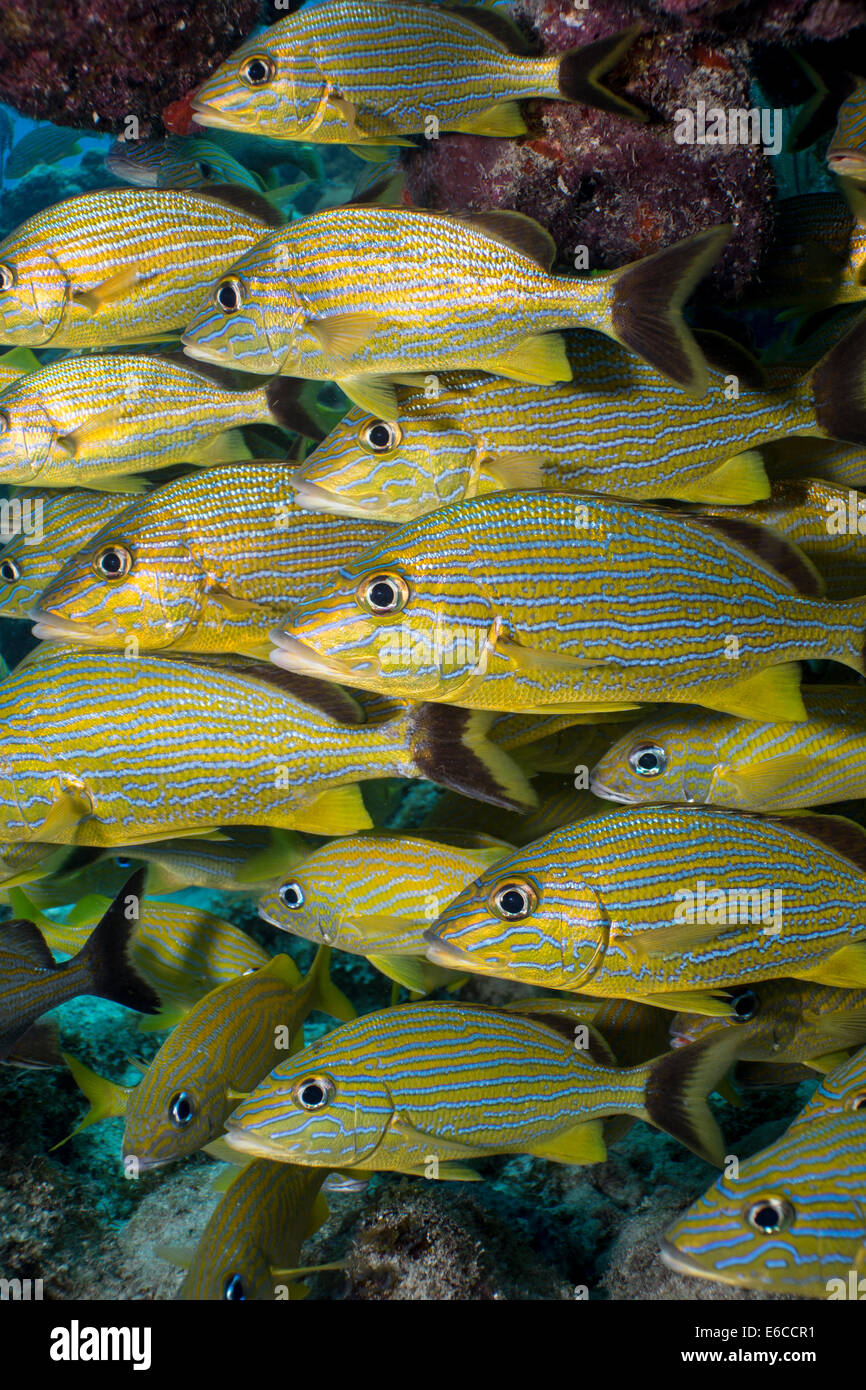 Blue striped grunt haemulon sciurus hi-res stock photography and images ...