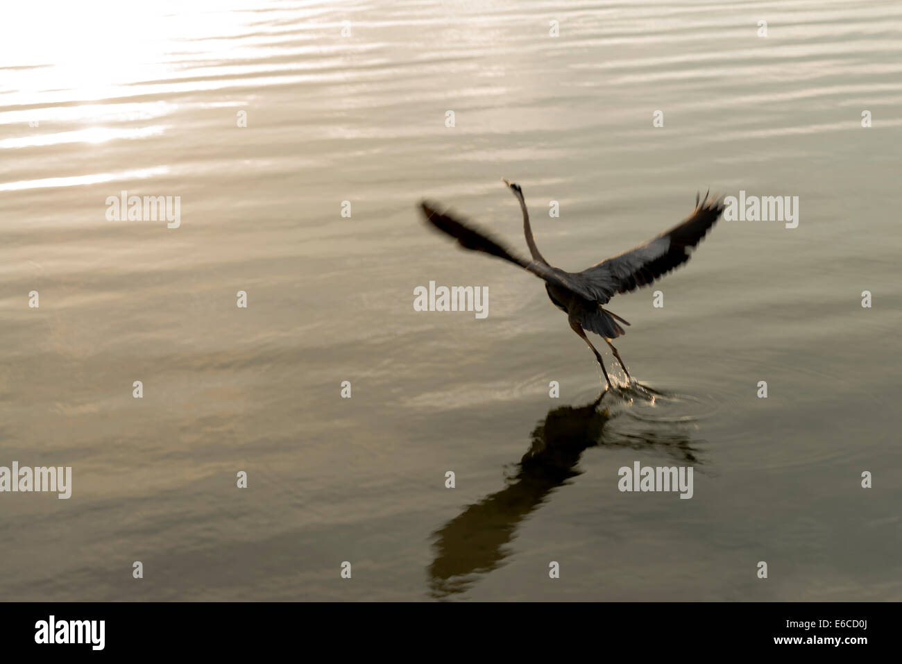 bird flying out into the sunset Stock Photo - Alamy