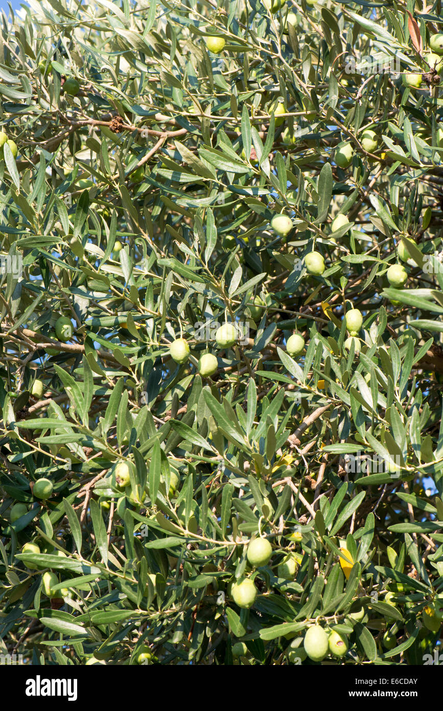 Close up view of Olives growing on an Olive Tree Stock Photo - Alamy