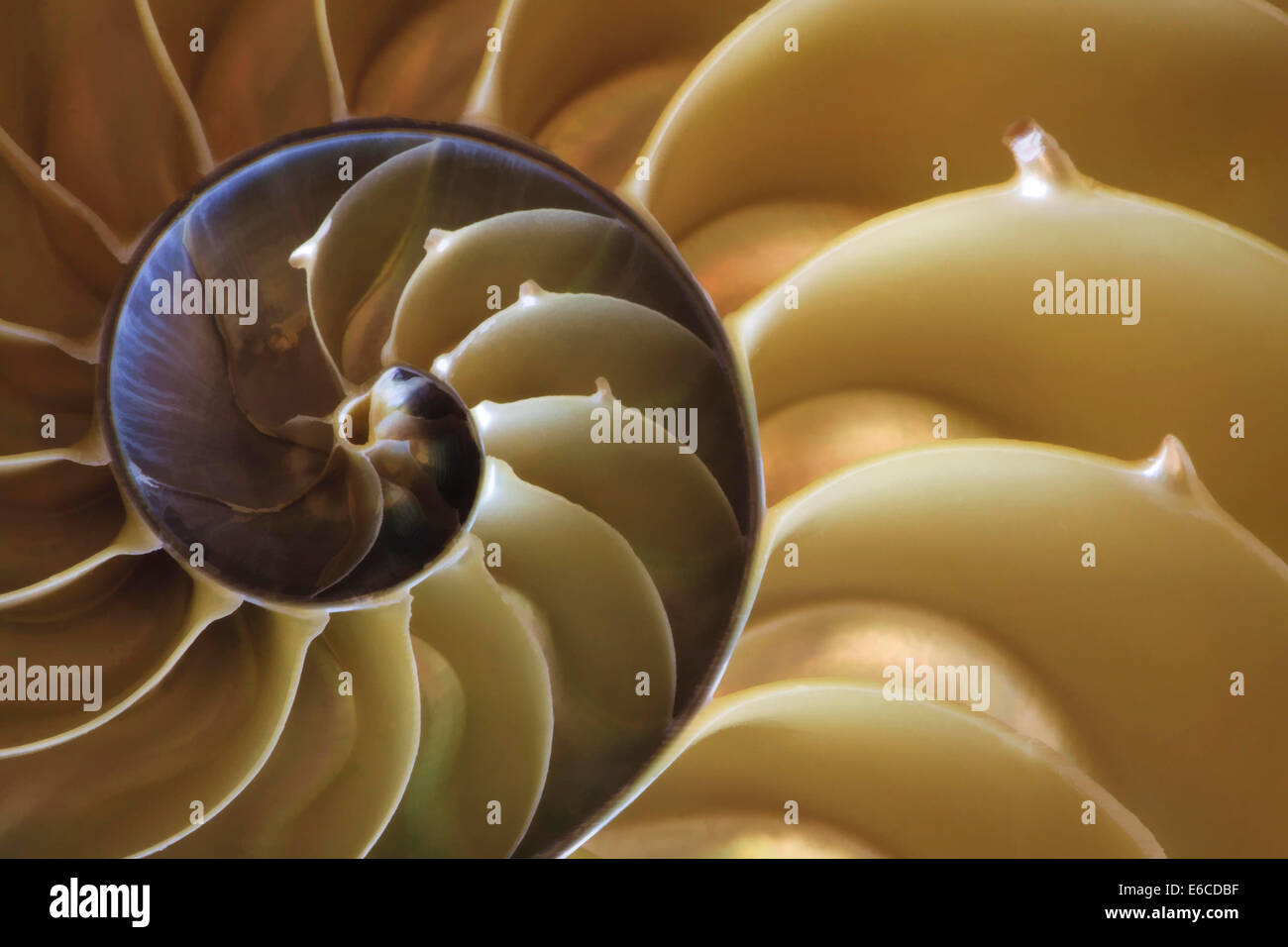 USA, Georgia, Abstract of a nautilus shell Stock Photo - Alamy