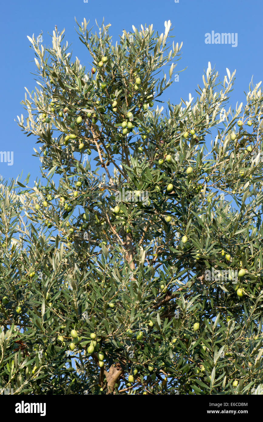 Close up view of Olives growing on an Olive Tree Stock Photo - Alamy