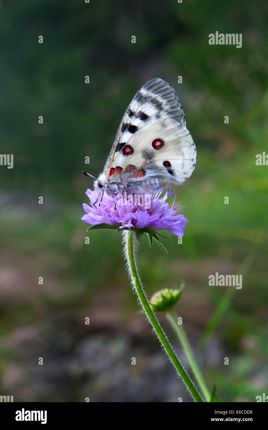 The apollo butterfly hi-res stock photography and images - Alamy