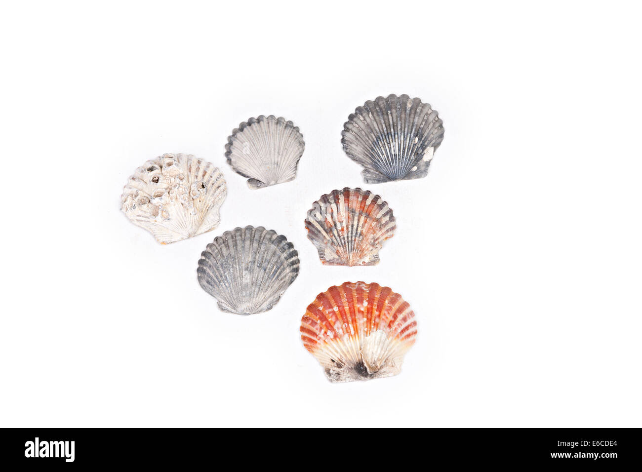 Multi-colored assortment of scallop seashells isolated on white ...