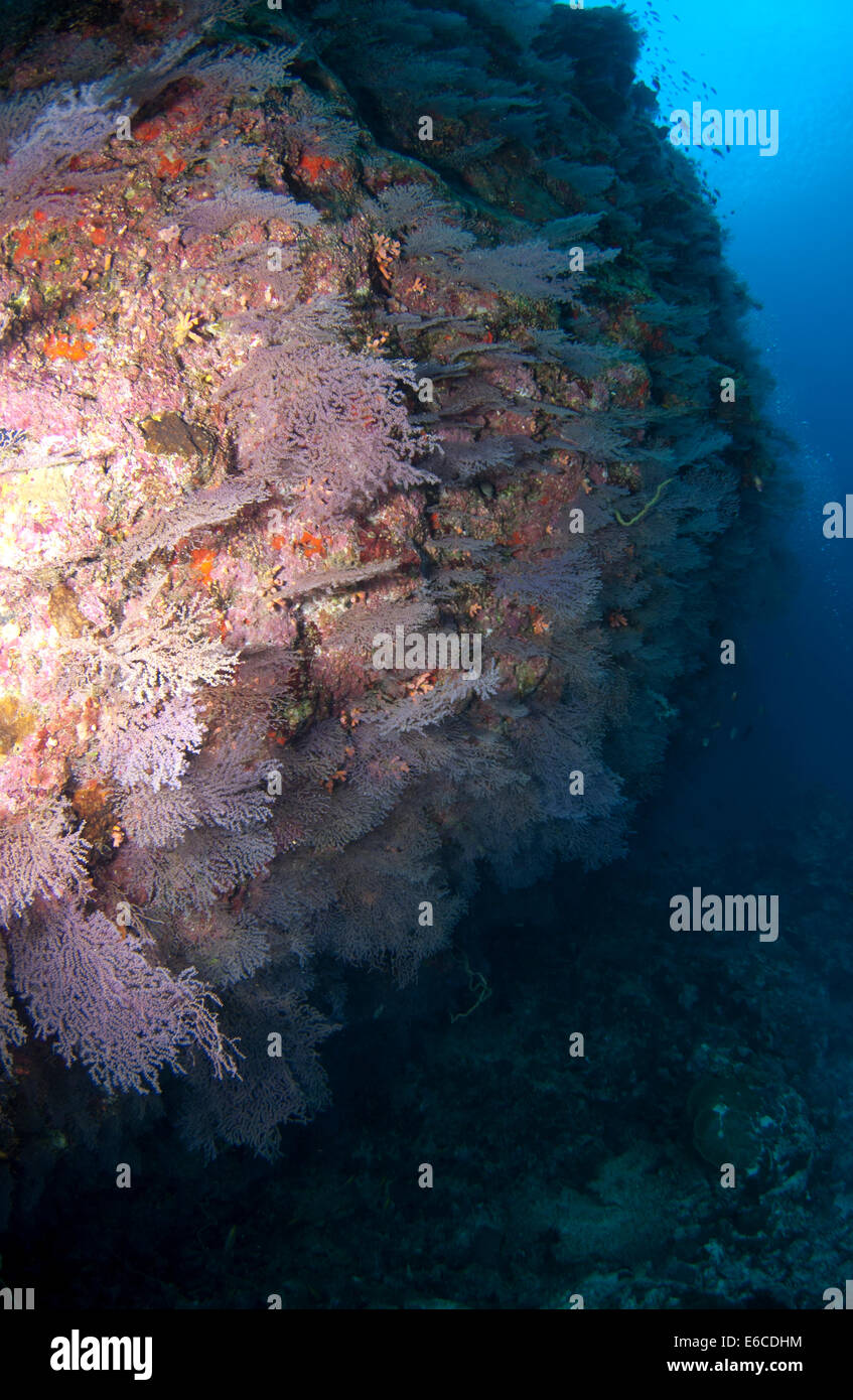 Steep coral reef drop off hi-res stock photography and images - Alamy