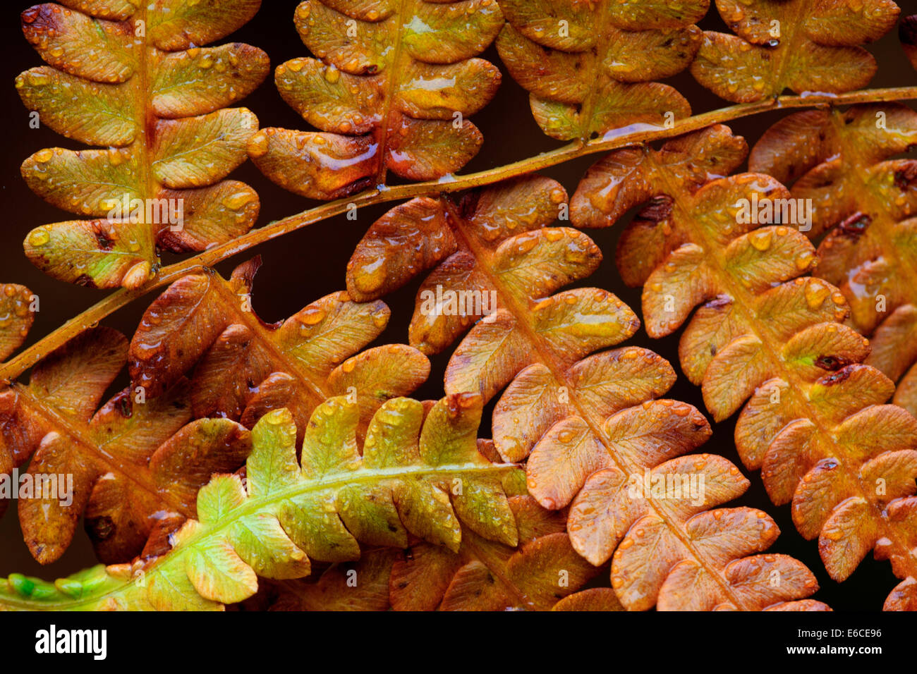 USA, Florida, St. Augustine, Fern at Acadia National Park in the fall ...