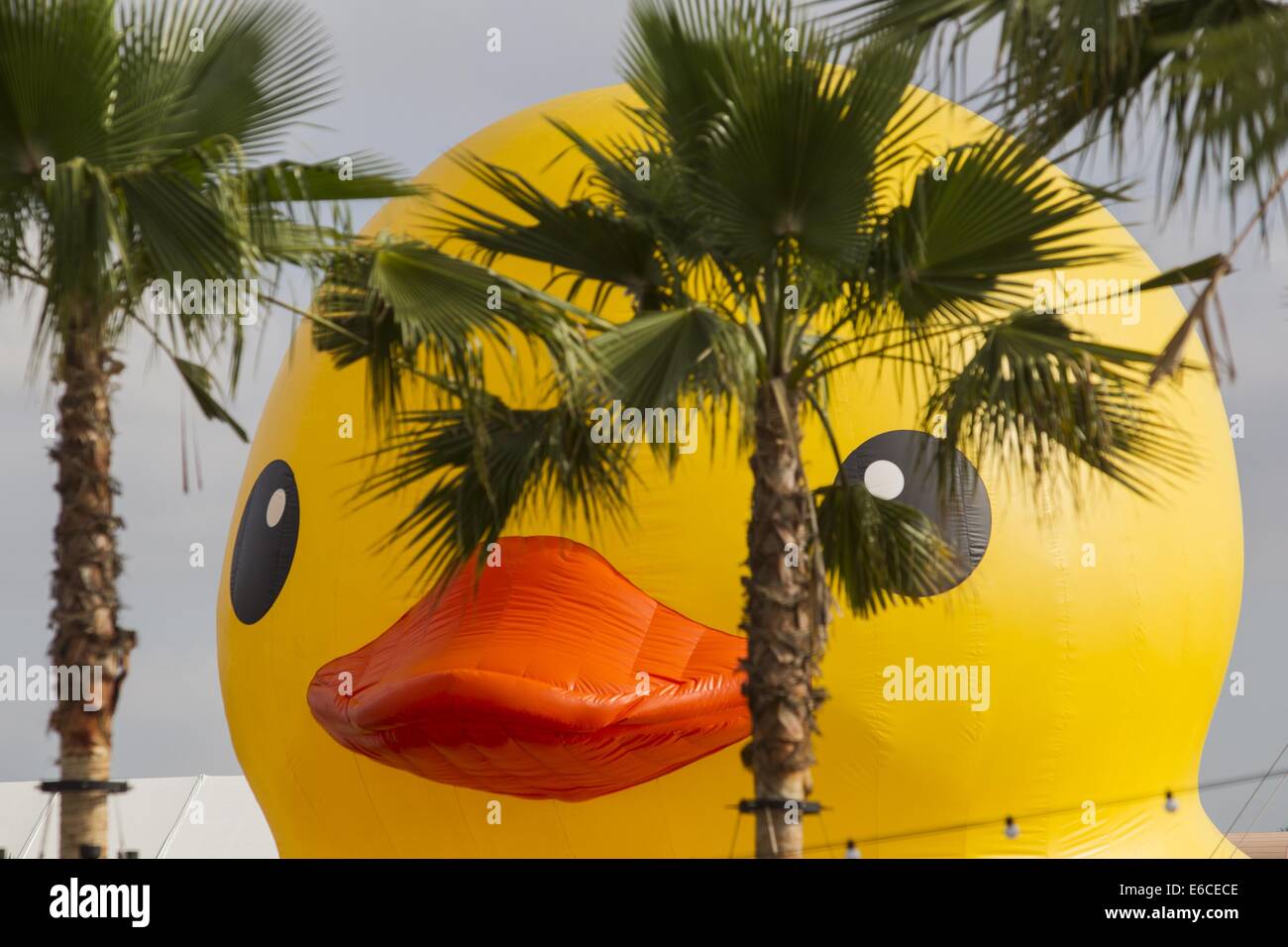 Los Angeles, California, USA. 20th Aug, 2014. A giant rubber duck, the ...