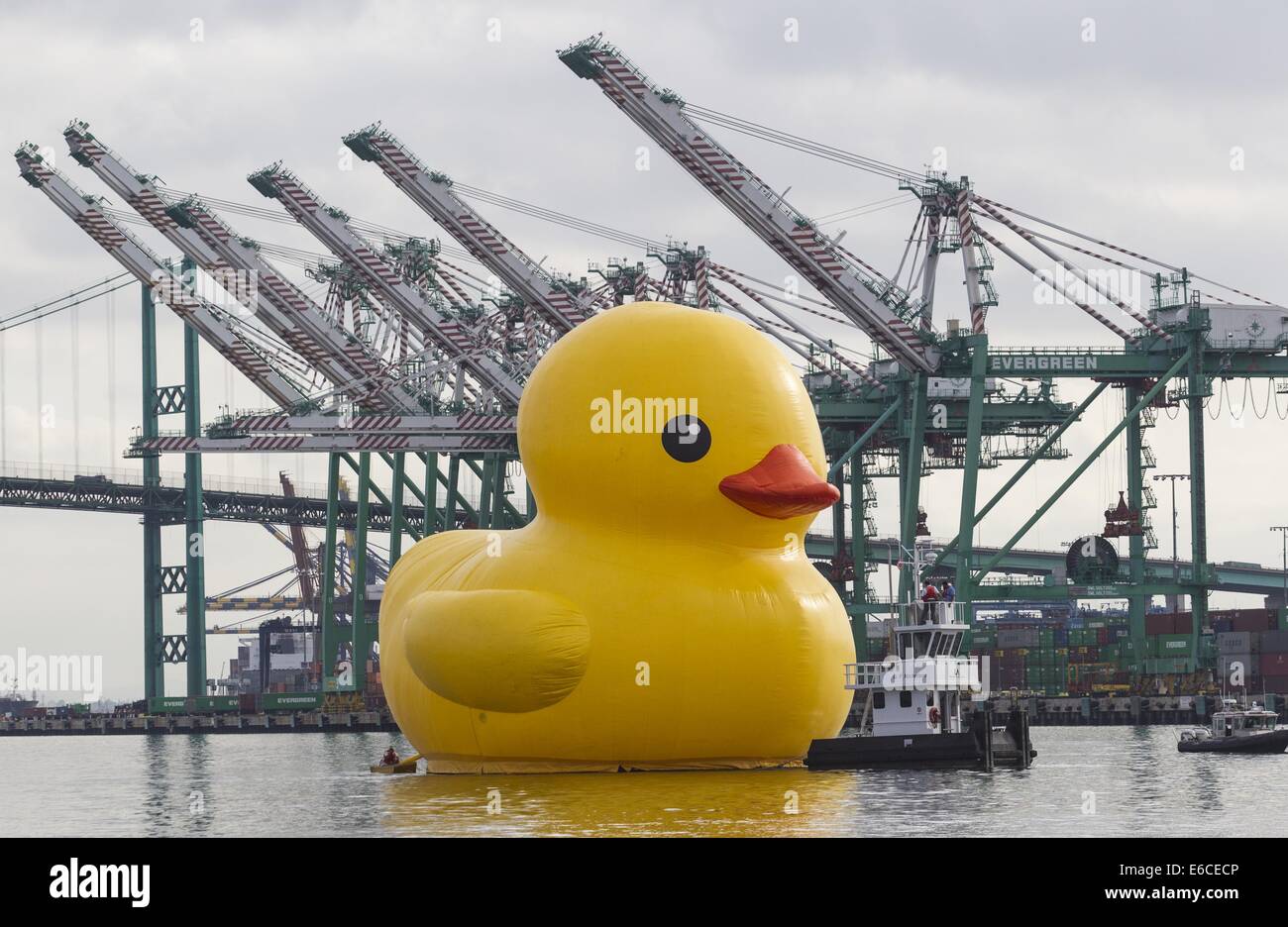 Los Angeles, California, USA. 20th Aug, 2014. A giant rubber duck, the ...