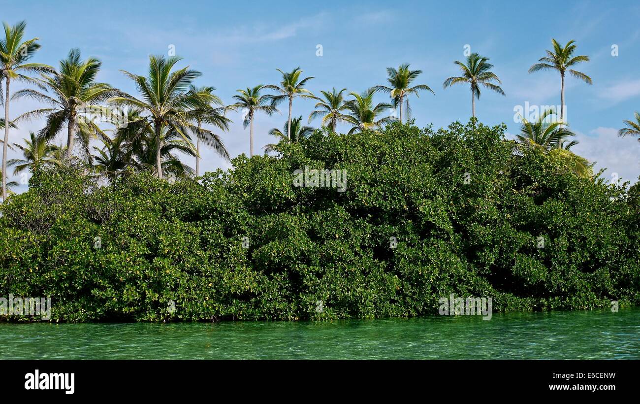 Mangrove. Dutch Keys. San Blas Islands Stock Photo - Alamy