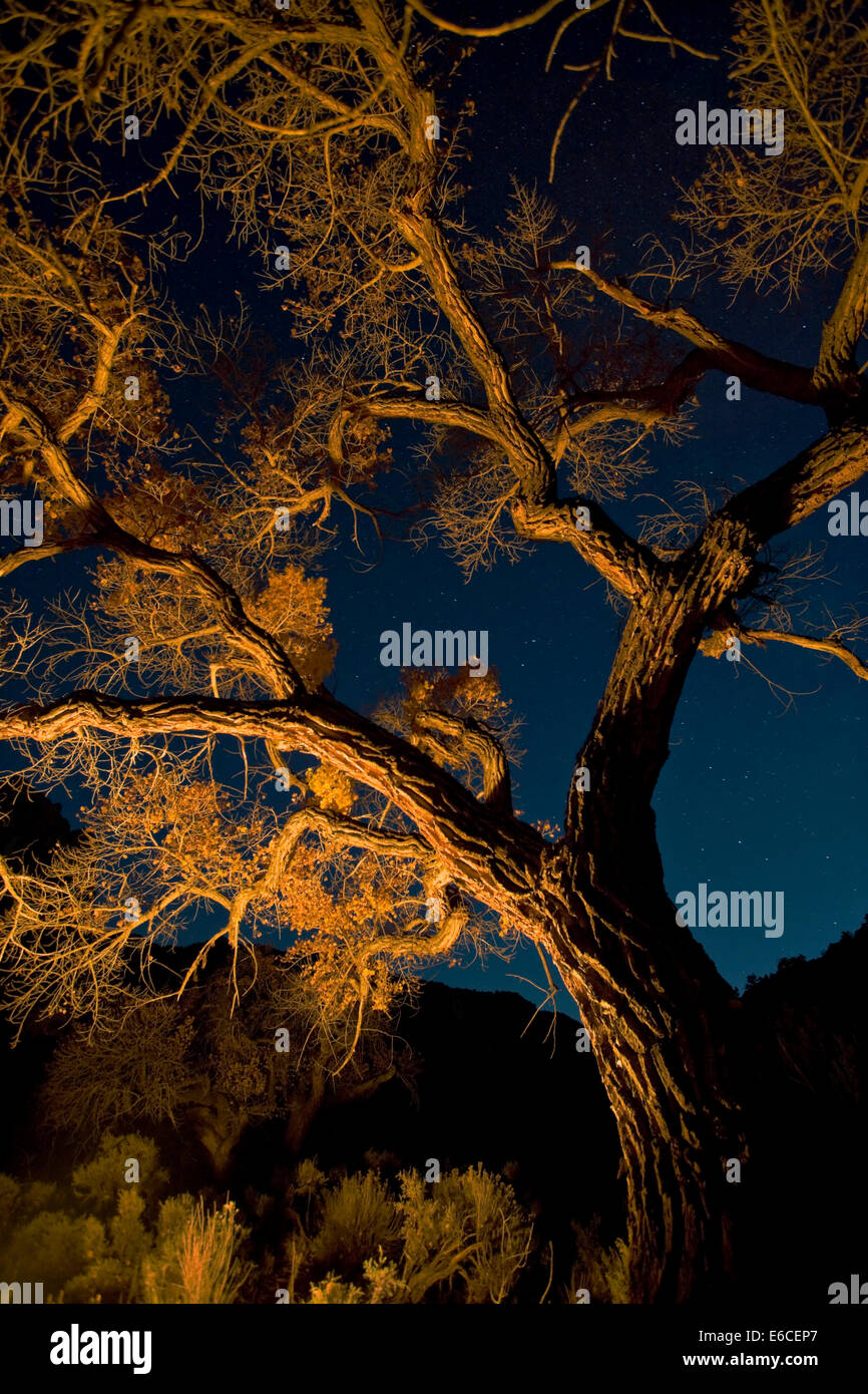 Grand Staircase-Escalante National Monument, Utah. USA. Dense grove of ...