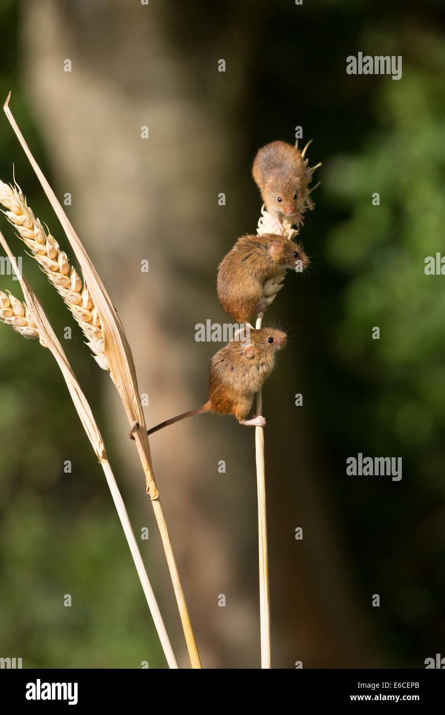 Harvest mice on wheat stem Stock Photo - Alamy