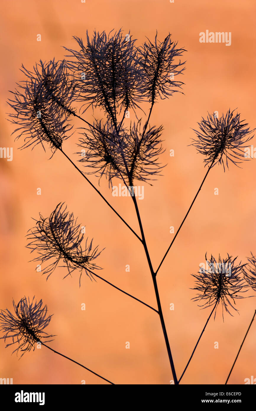 Grand Staircase-Escalante National Monument, Utah. USA. Dense grove of ...