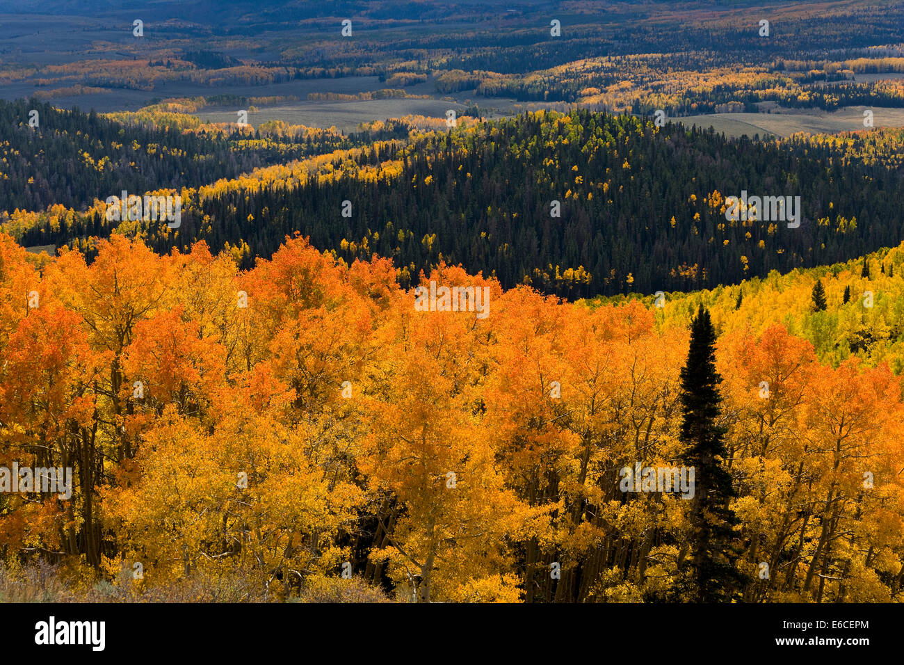 Aspen trees (Populus tremuloides) and conifers in autumn. Sevier ...