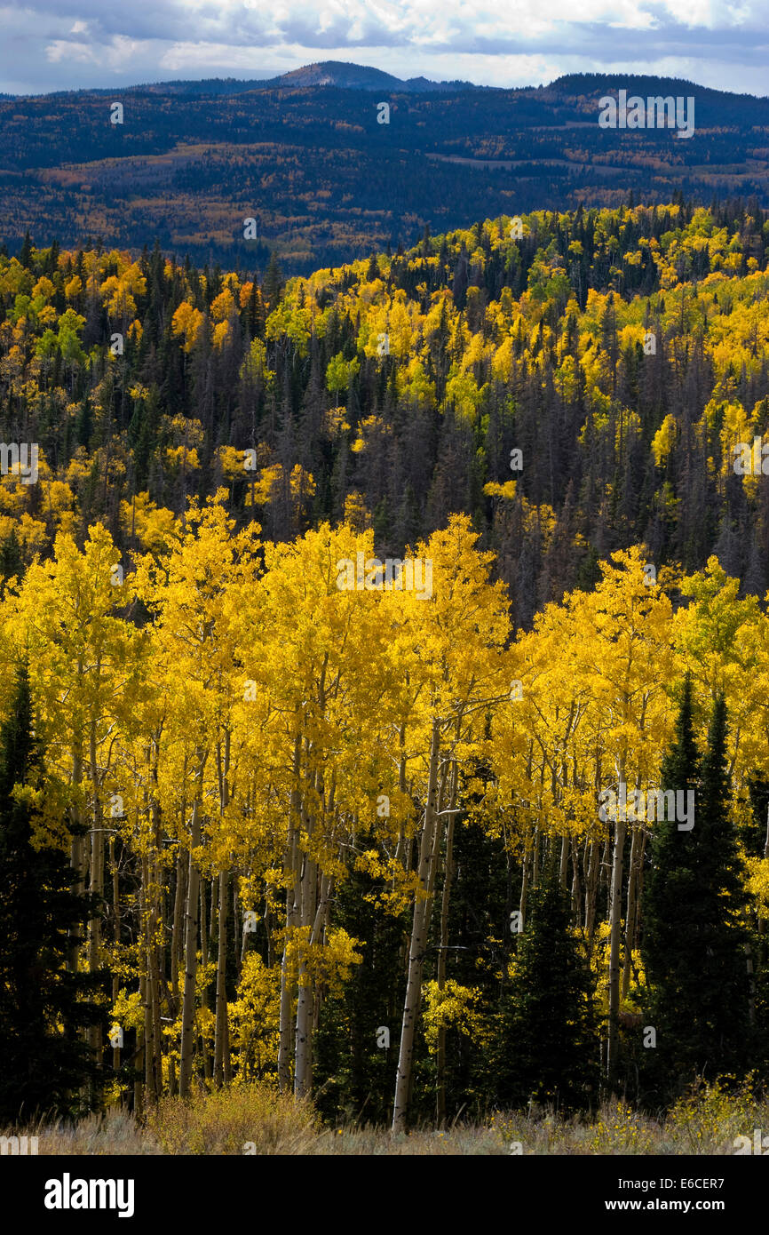 Aspen trees (Populus tremuloides) and conifers in autumn. Sevier ...