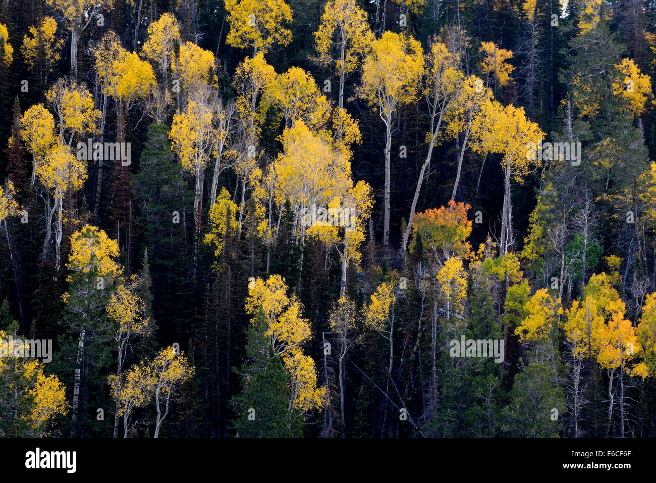 Aspen trees (Populus tremuloides) and conifers in autumn. Sevier ...