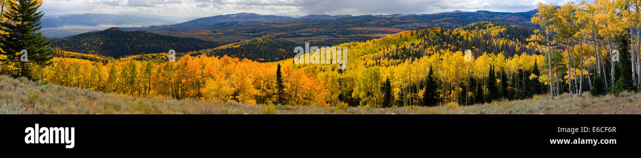 Utah. USA. Aspen trees and conifers in autumn. View from Monument Peak ...