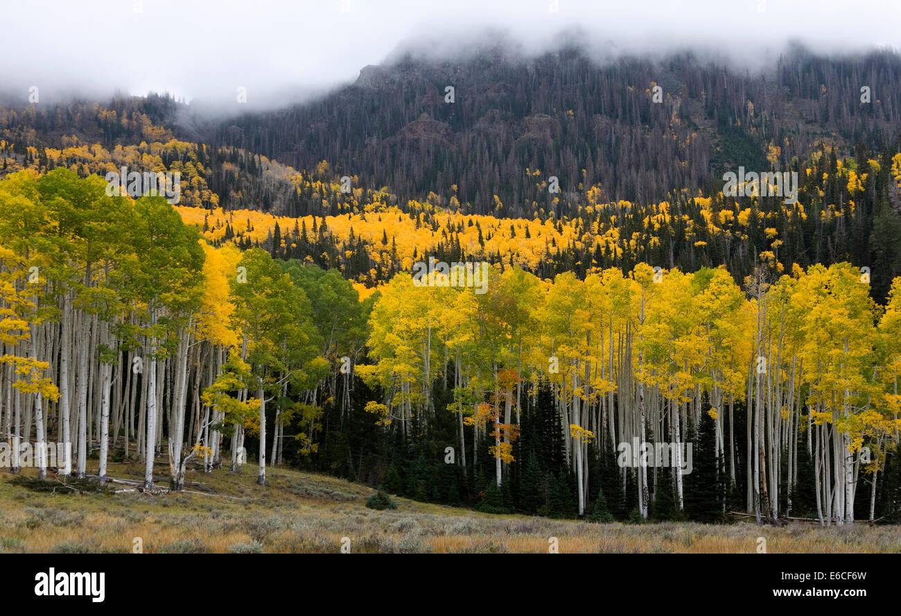 Engelmann spruce hi-res stock photography and images - Alamy