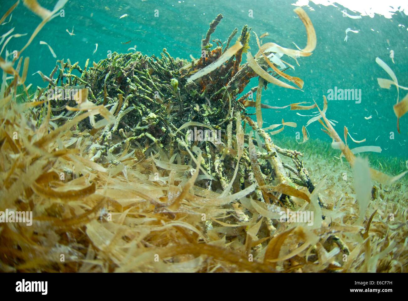 Dutch Keys, San Blas Islands, Panama Stock Photo - Alamy