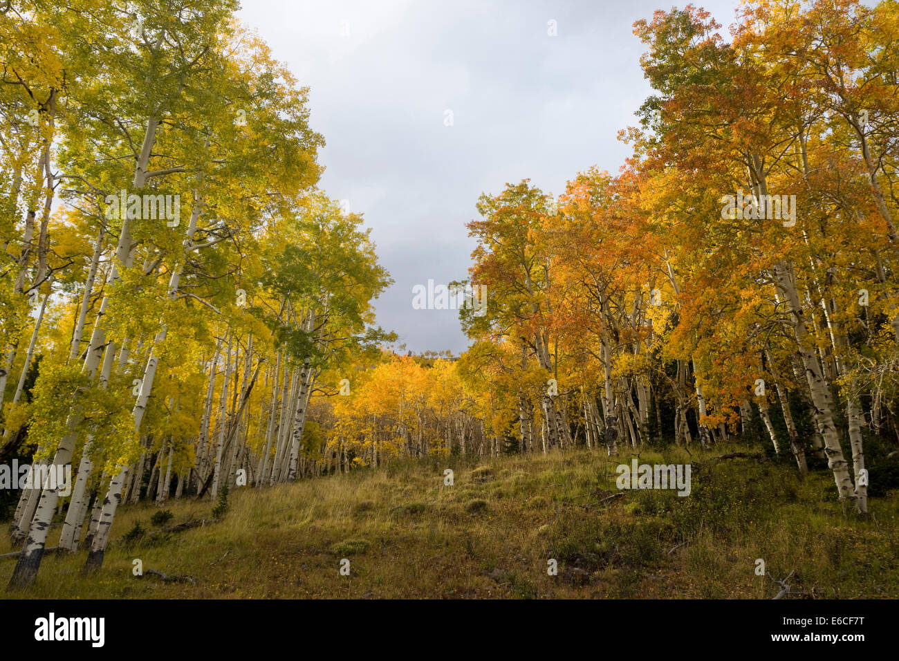 Utah. USA. Aspen trees (Populus tremuloides) in autumn. Sevier Plateau ...