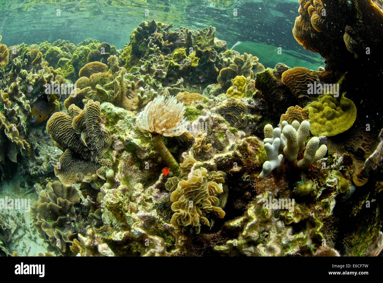 Tube worm. Underwater view of a healthy Caribbean Reef Stock Photo - Alamy