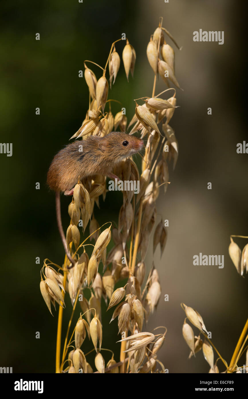 Harvest mouse closeup hi-res stock photography and images - Alamy