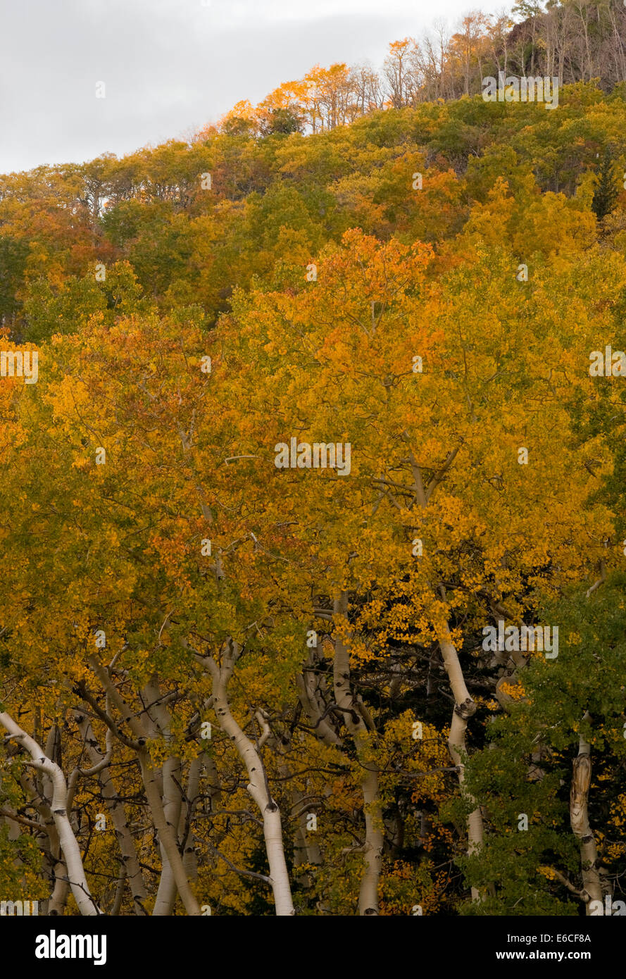Utah. USA. Aspen trees (Populus tremuloides) in autumn. Sevier Plateau ...
