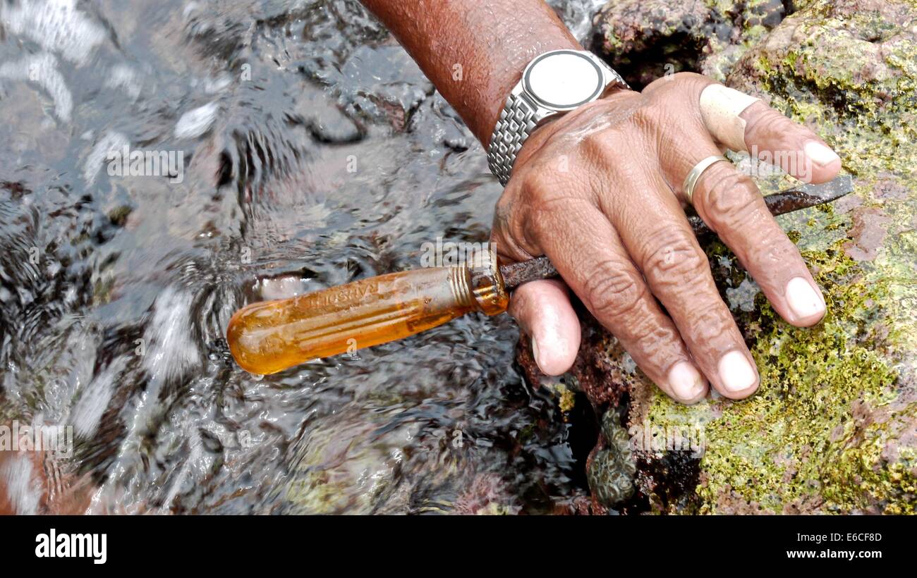 An indigenous Kuna fisherman extracts shells and other animals from the ...