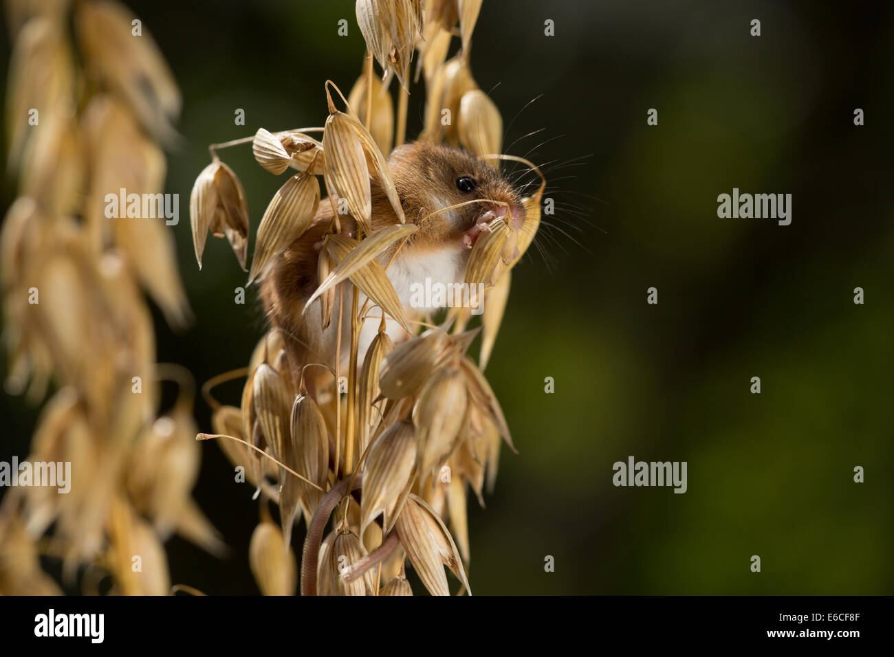 Harvest mouse stalk hi-res stock photography and images - Alamy