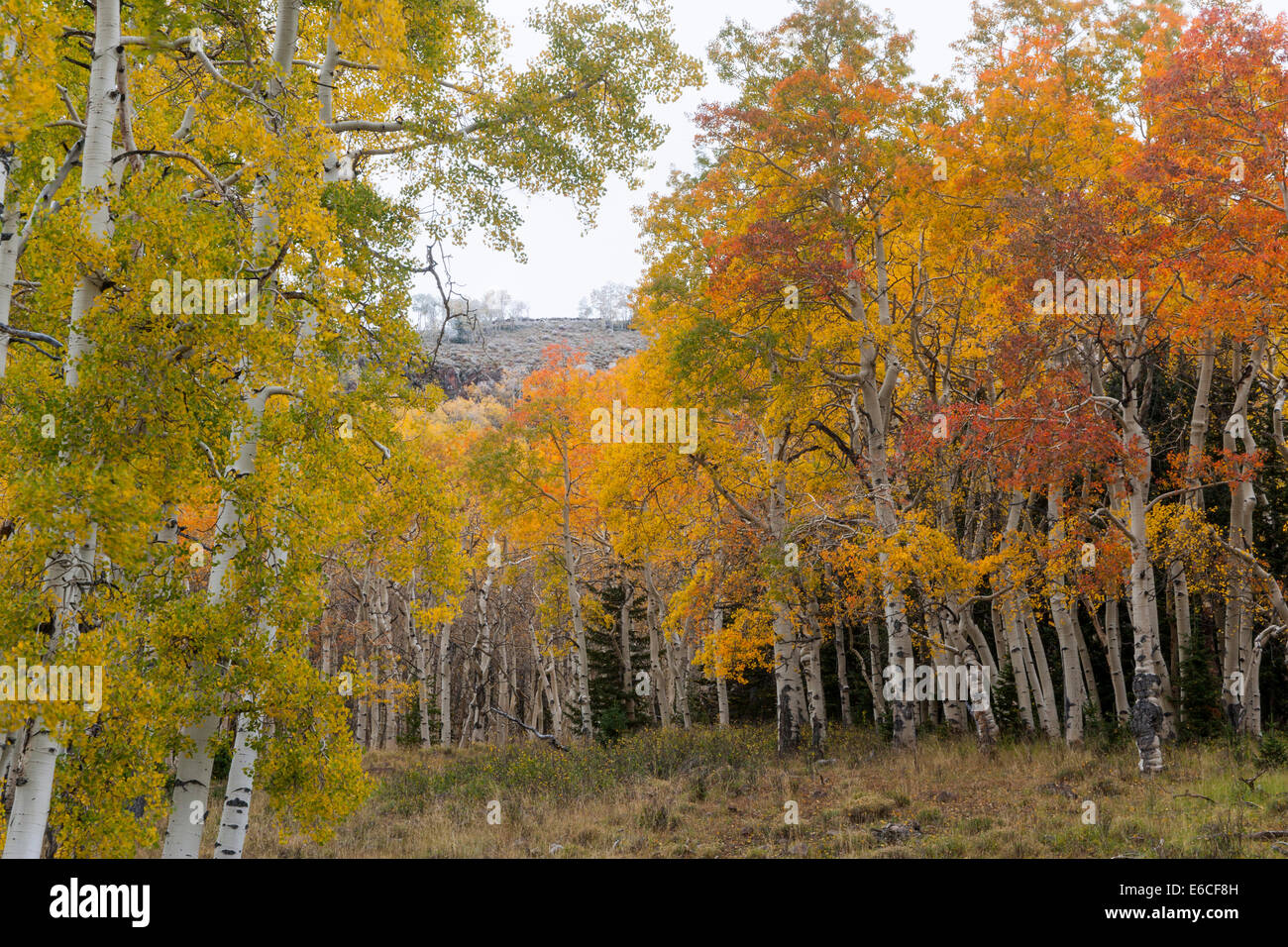 Utah. USA. Aspen trees (Populus tremuloides) in autumn. Sevier Plateau ...