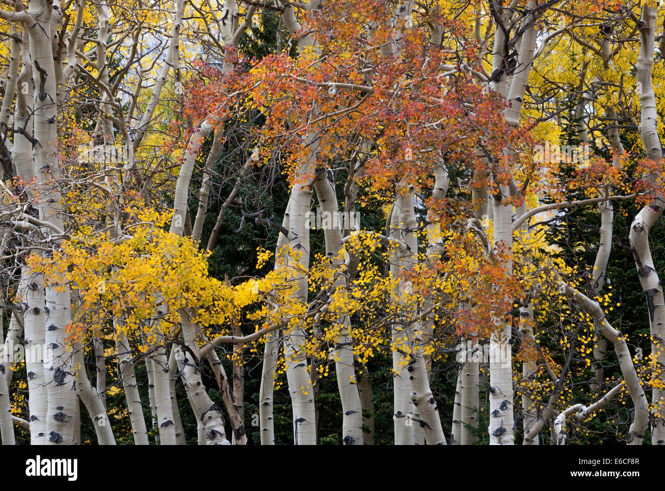 Utah. USA. Aspen trees (Populus tremuloides) in autumn. Sevier Plateau ...