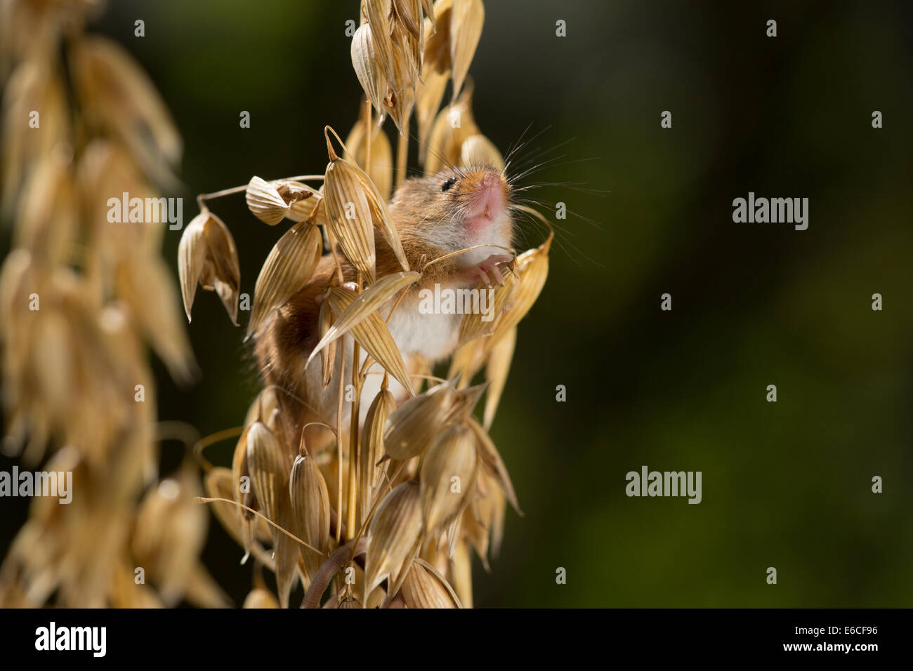Harvest mouse stalk hi-res stock photography and images - Alamy