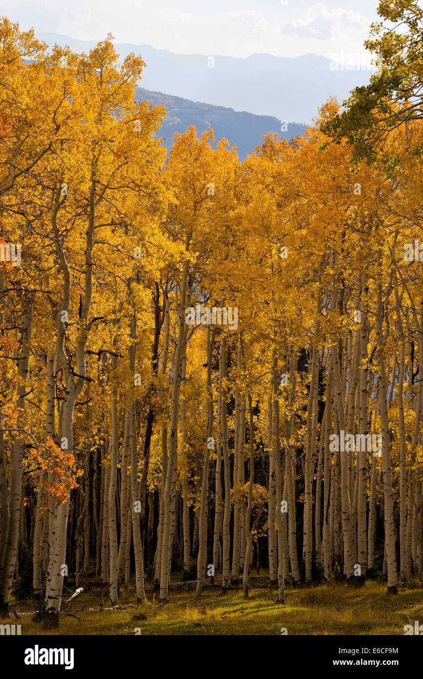 Utah. USA. Aspen trees (Populus tremuloides) in autumn. Sevier Plateau ...
