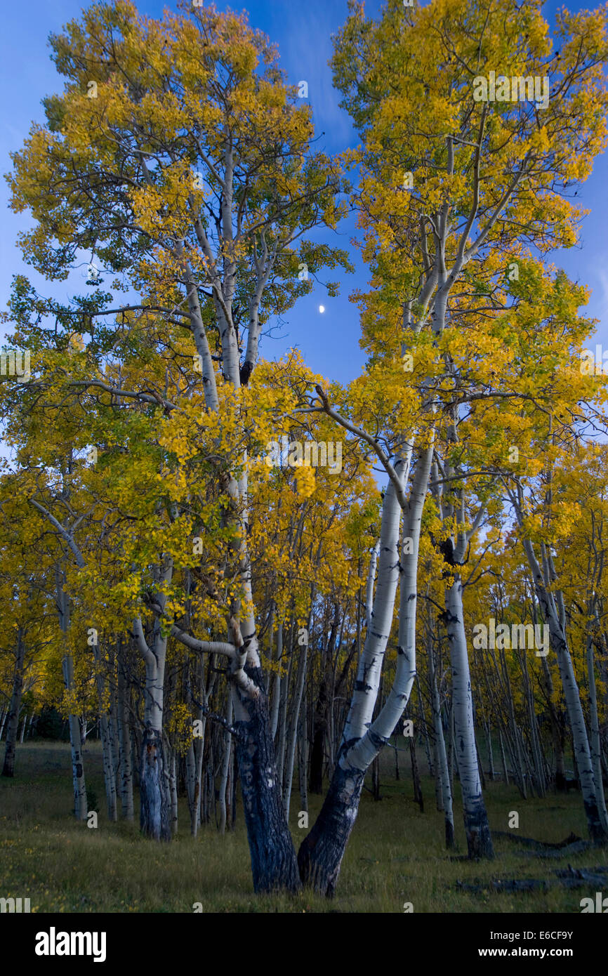 Aspen untouched nature hi-res stock photography and images - Alamy