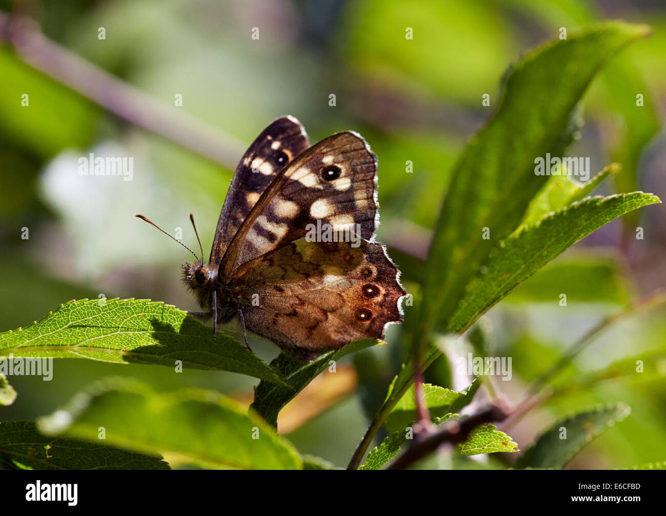 Wood butterfly hi-res stock photography and images - Alamy