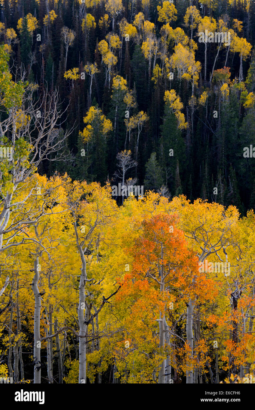 Utah. USA. Aspen trees in autumn on the Sevier Plateau. Fishlake ...