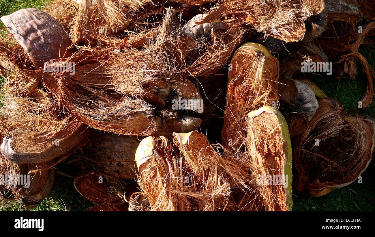 Dry coconut shells Stock Photo - Alamy