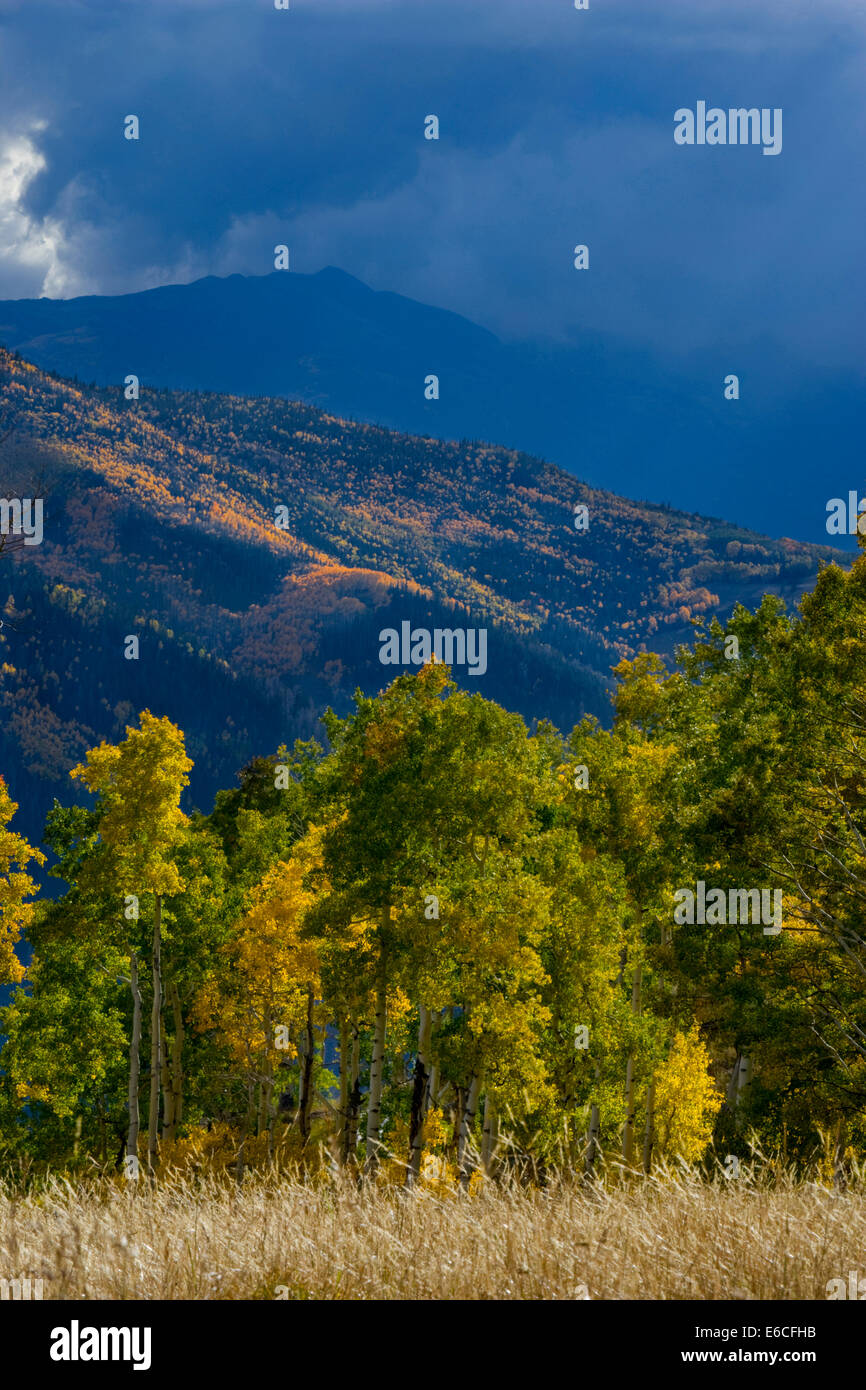 Utah. USA. Aspen trees in autumn on the Sevier Plateau. Storm on the ...