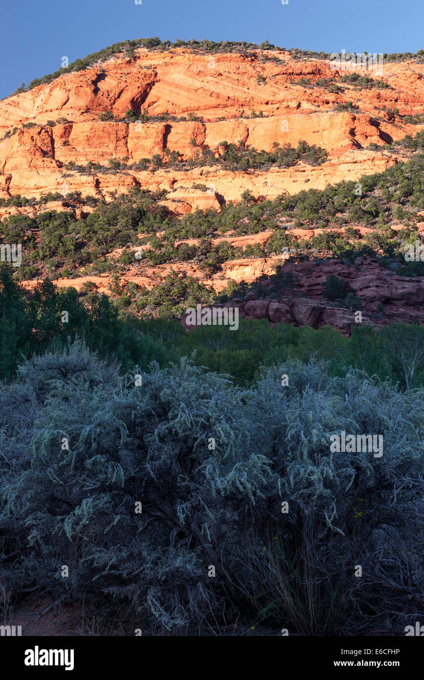 Utah. USA. Big sagebrush in Sand Creek drainage. Canyon walls of ...