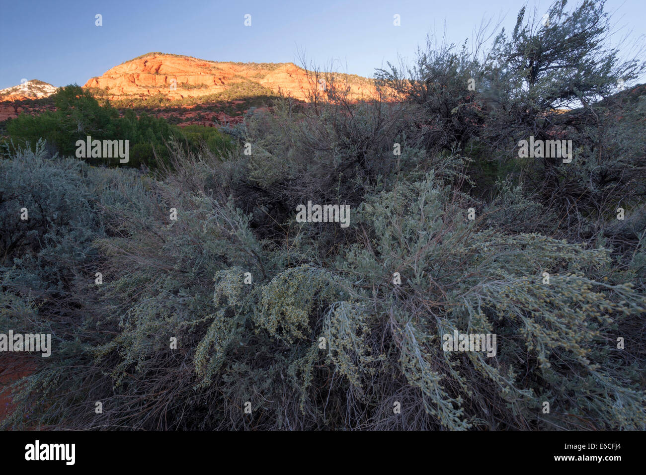 Utah. USA. Big sagebrush in Sand Creek drainage. Canyon walls of ...