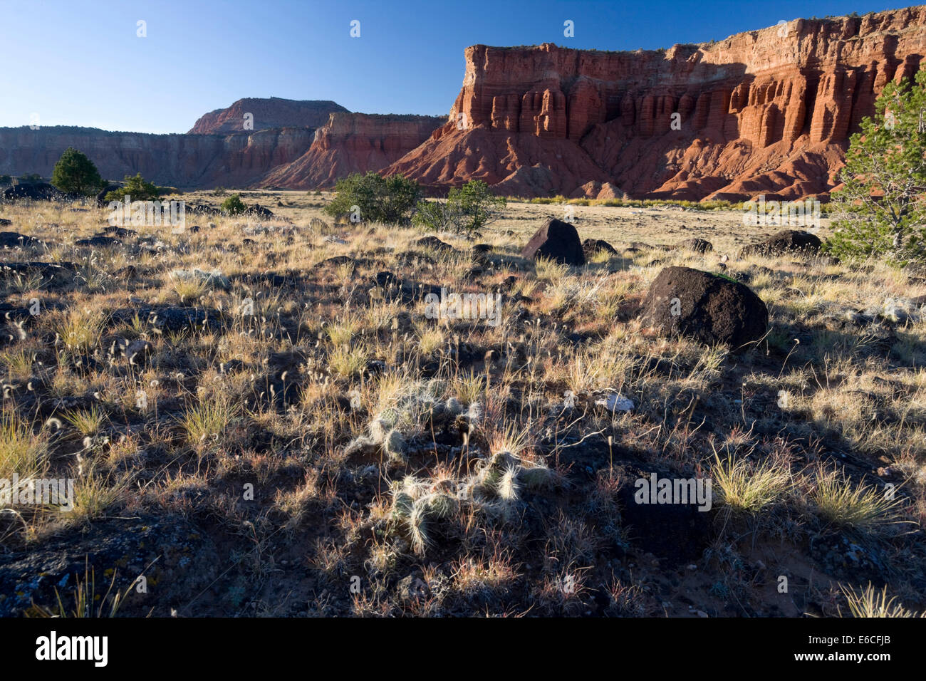 Utah. USA. Cactus, grasses, and basalt boulders on flats below cliffs ...