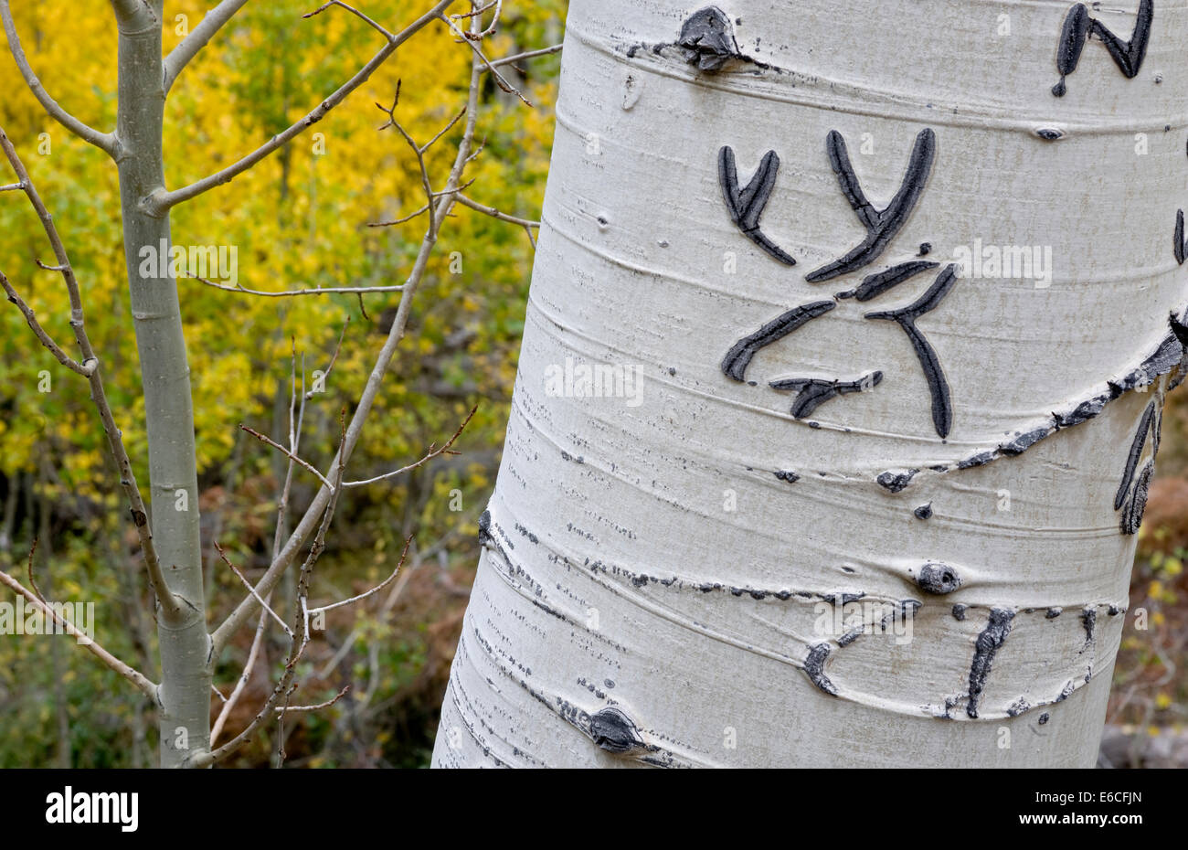 Aspen tree carving hi-res stock photography and images - Alamy