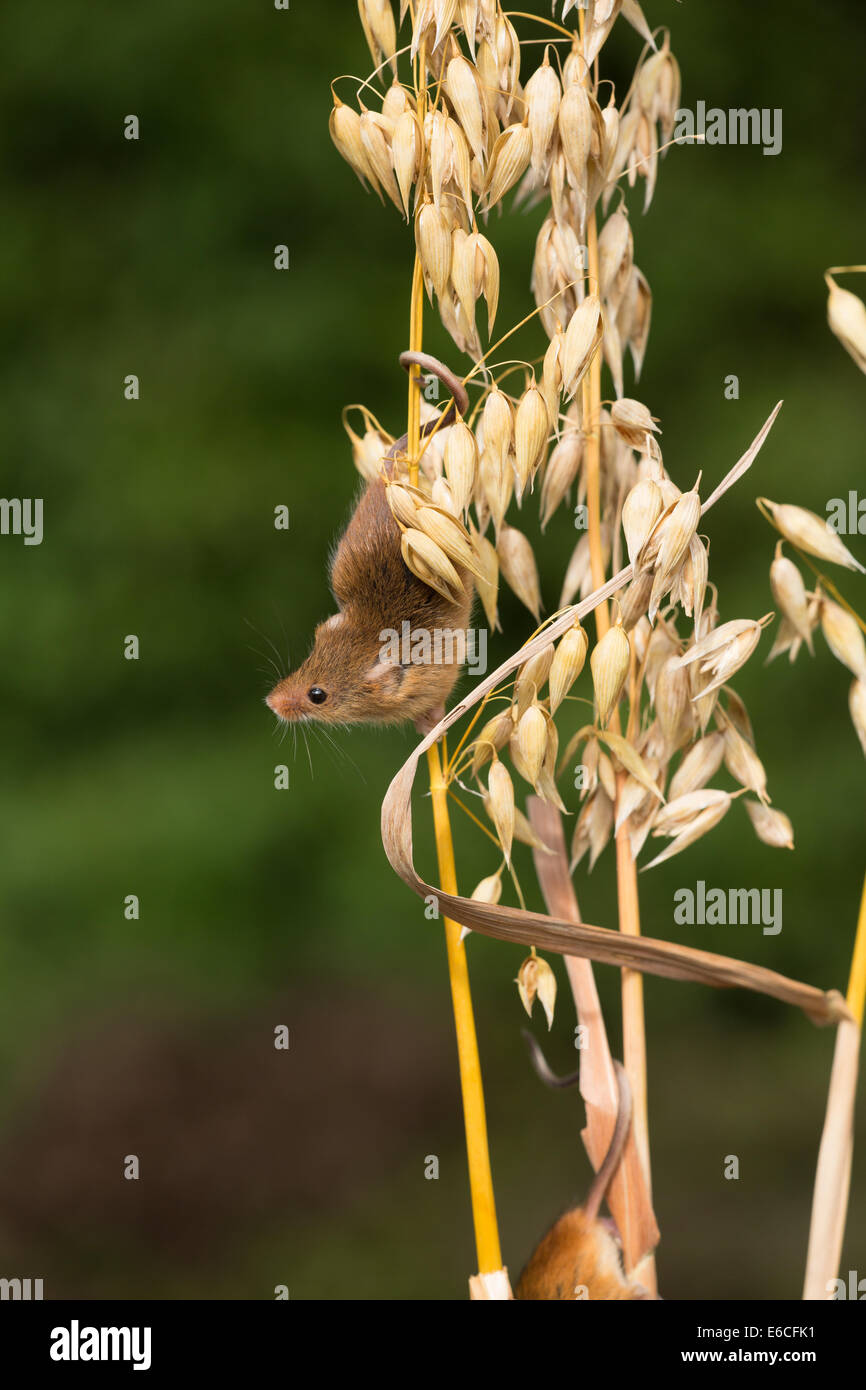 Oat stem hi-res stock photography and images - Alamy