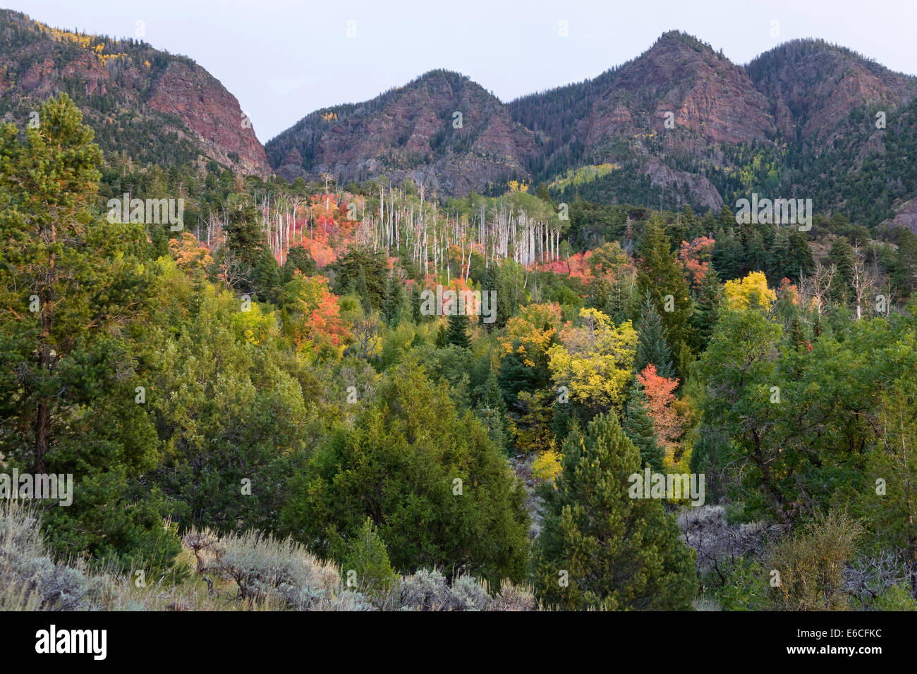 Utah. USA. Forest in autumn below cliffs of Glendwood Mountain. Sevier ...