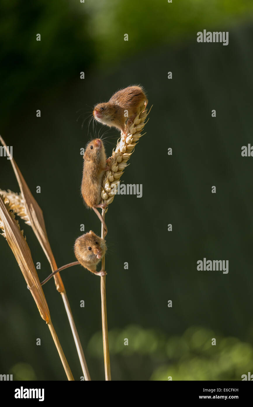 Mice playing hi-res stock photography and images - Alamy