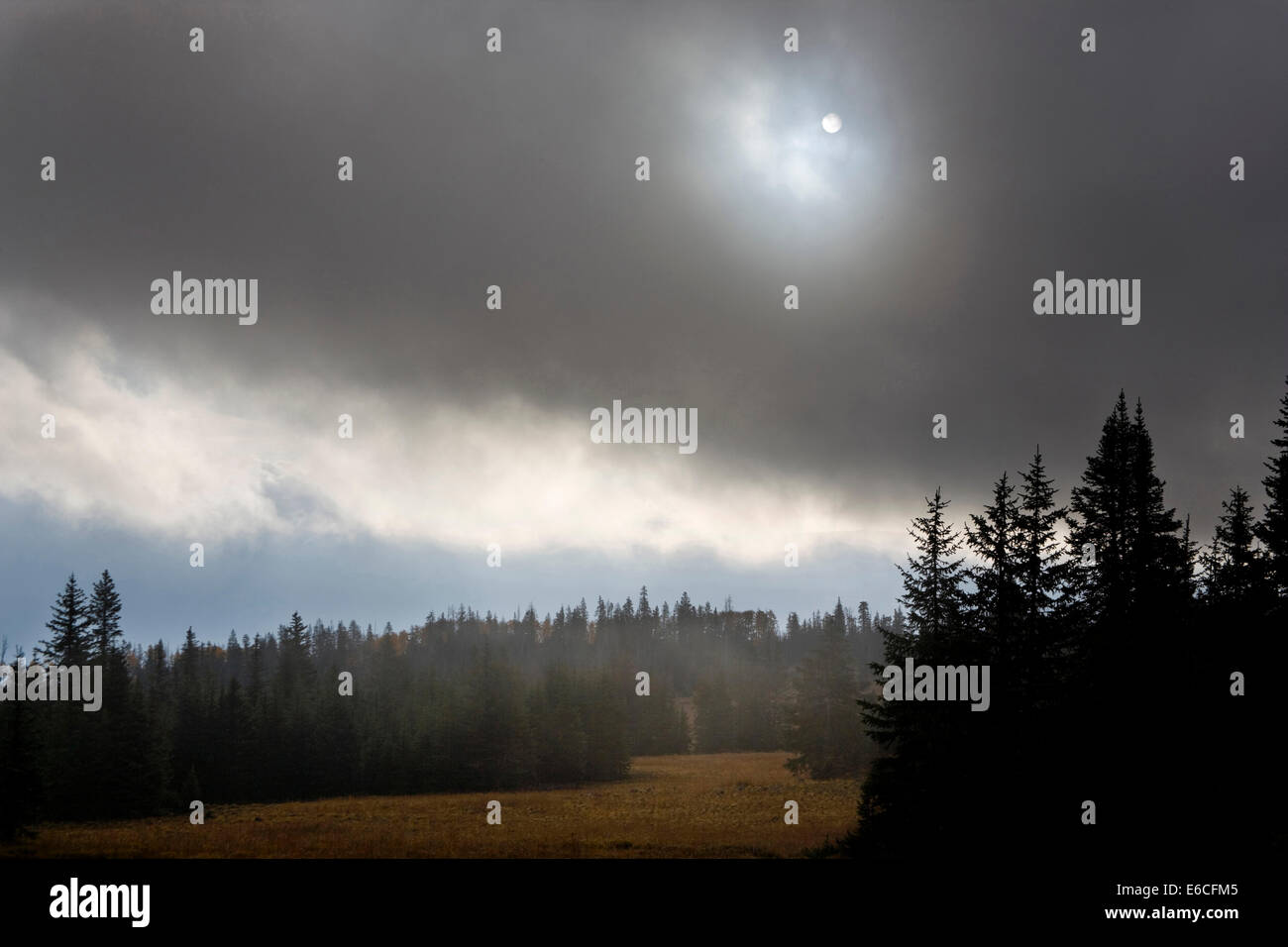 Utah. USA. Low clouds and fog blow through conifer forest on Monument ...