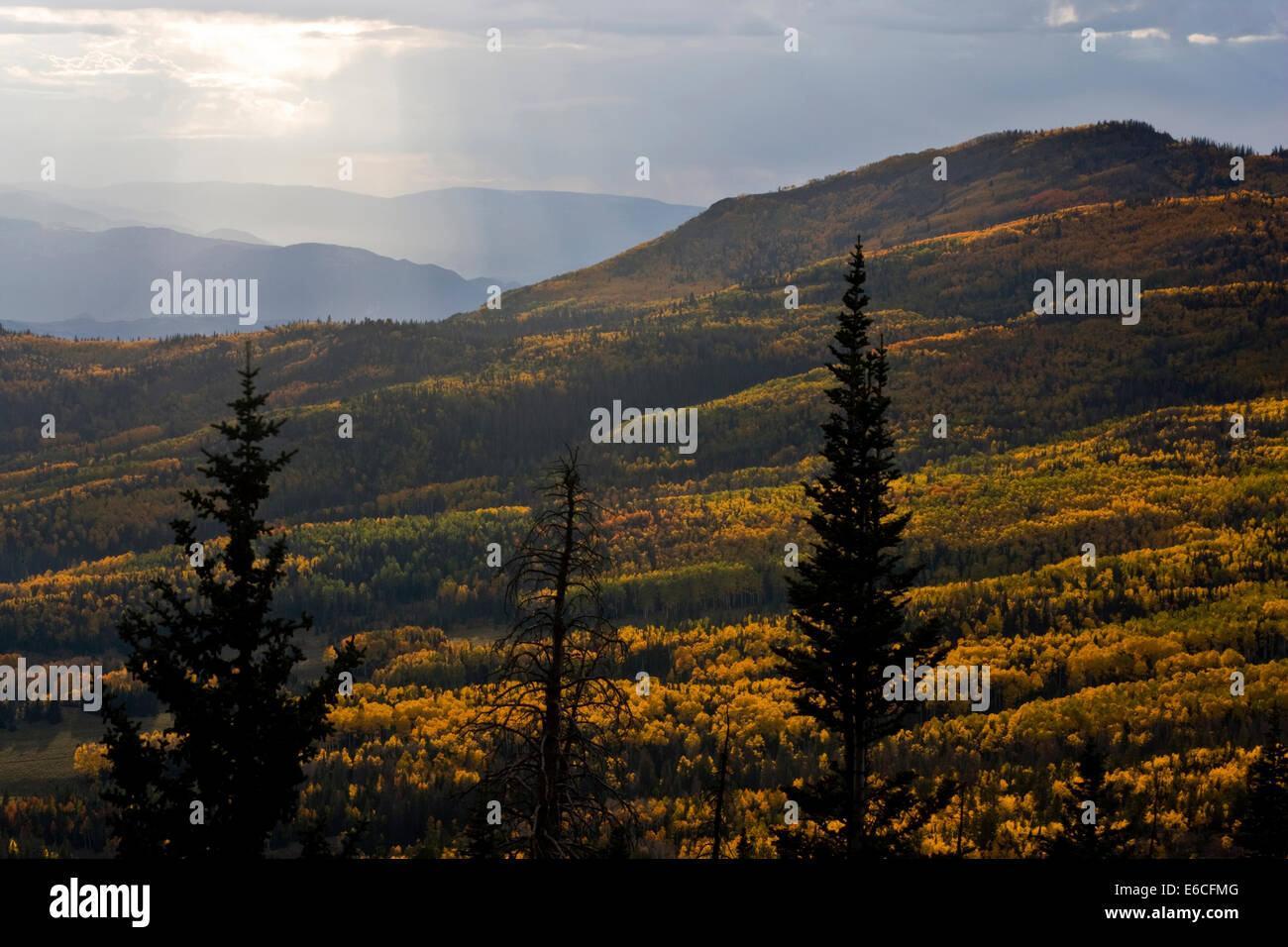Rain forests in the usa hi-res stock photography and images - Alamy