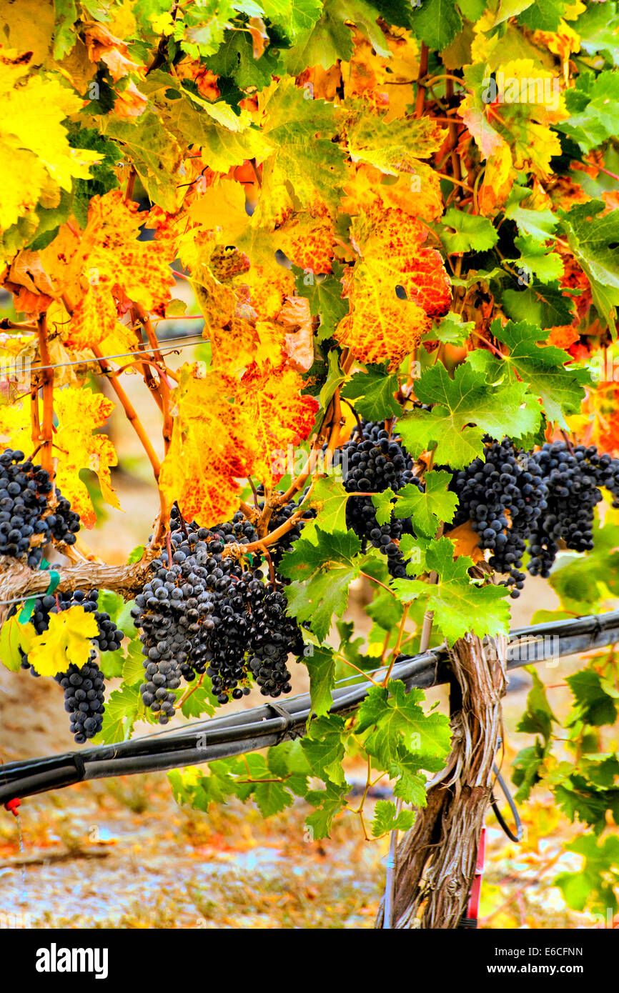 USA, Eastern Washington. Cabernet Sauvignon grapes ready for harvest in ...