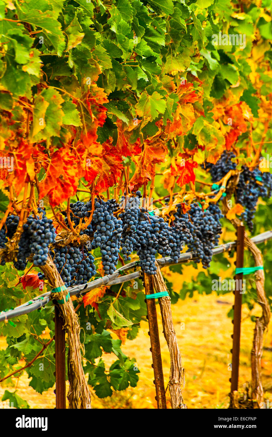 USA, Eastern Washington. Cabernet Sauvignon grapes ready for harvest in ...