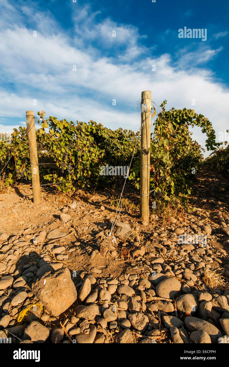 USA, Eastern Washington. The vineyard known as the Rocks produces some ...