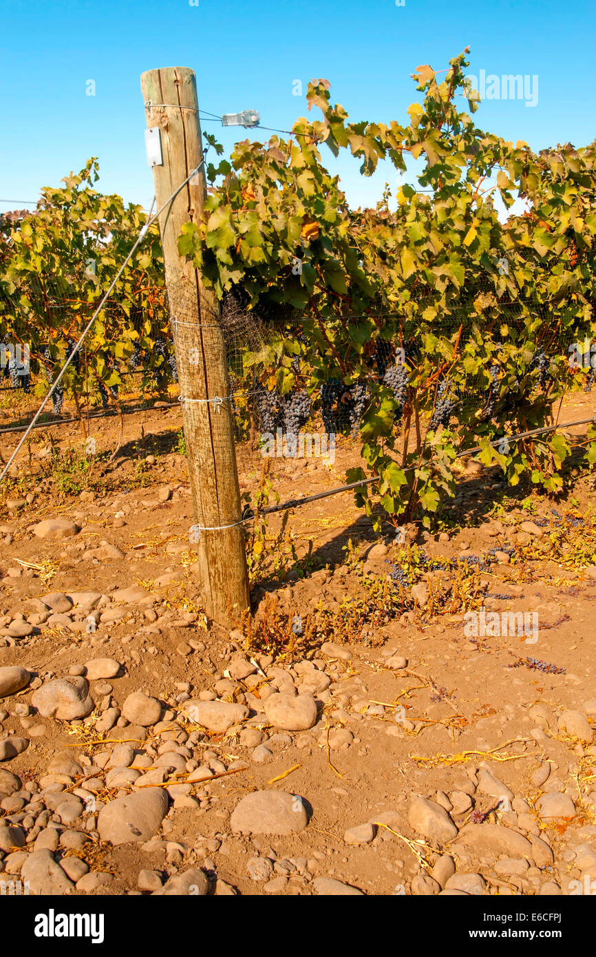 USA, Eastern Washington. Walla Walla vineyard known as 'The Rocks ...